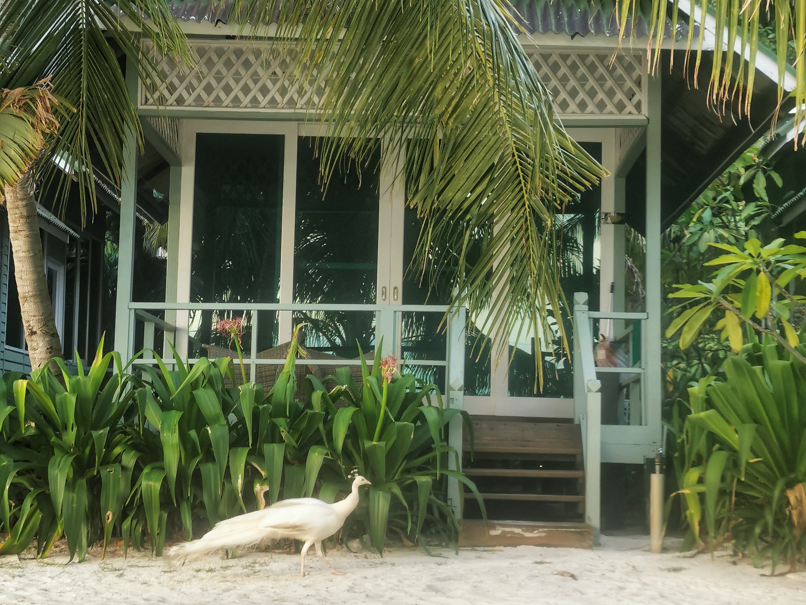 Hotel Review 2020 – Rawa Island Resort | Live Life Lah.......