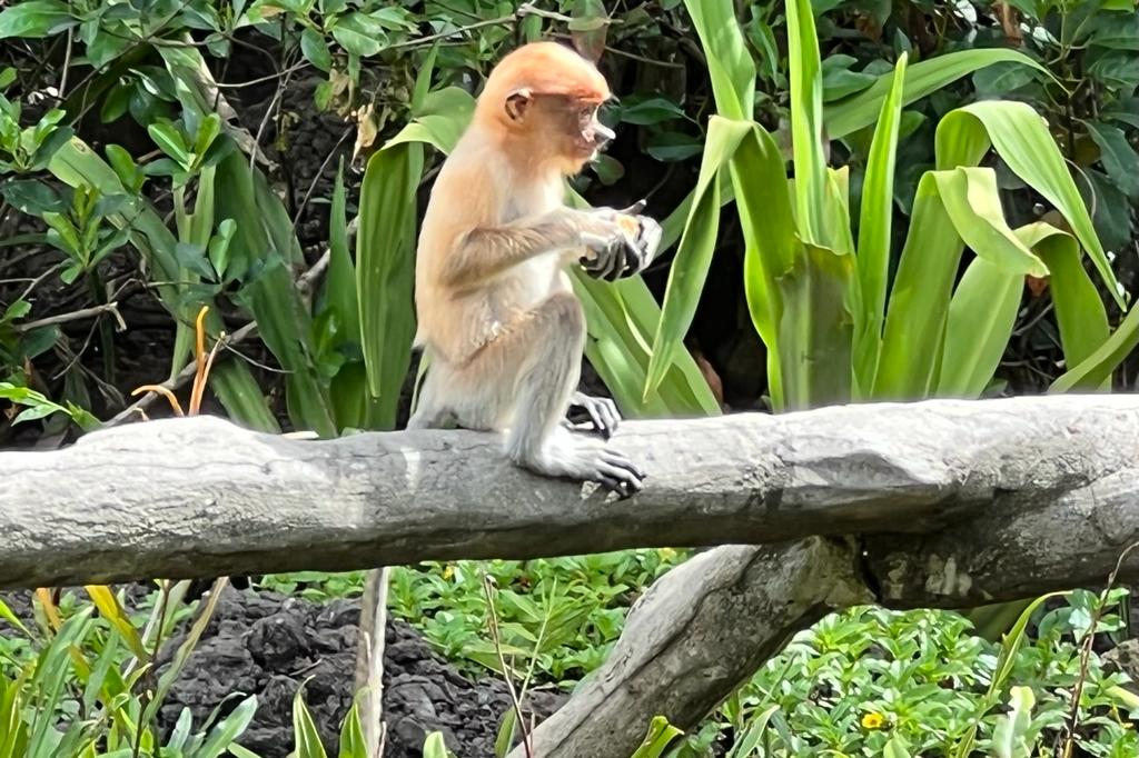 Labuk Bay Proboscis Monkey Sanctuary | Live Life Lah.......