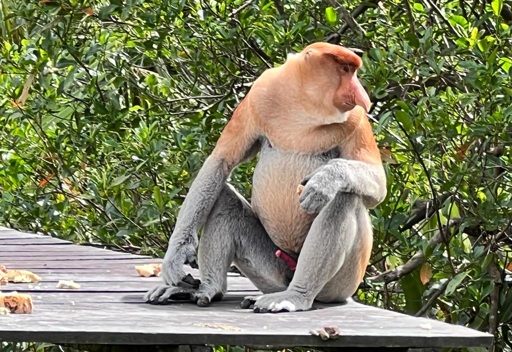 Labuk Bay Proboscis Monkey Sanctuary | Live Life Lah.......