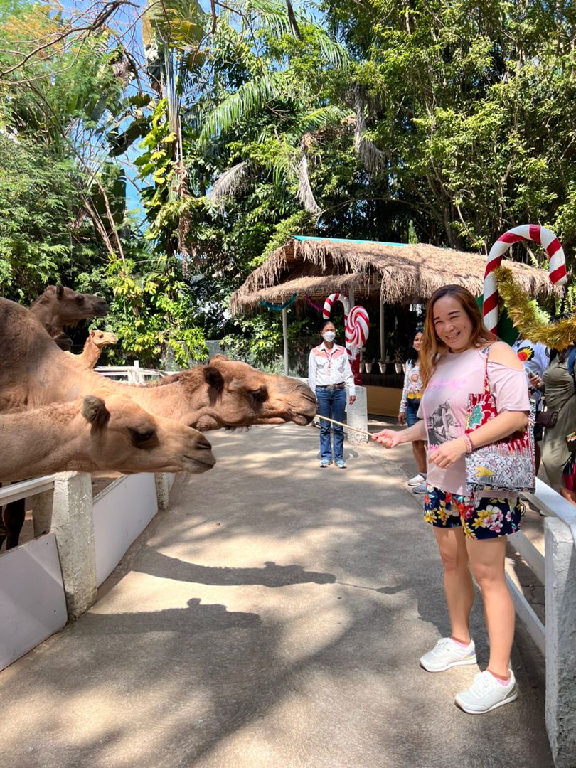 Feeding Tigers and Lions at Safari World Bangkok | Live Life Lah.......